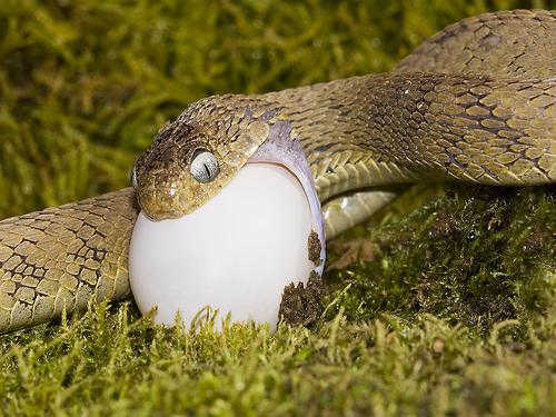 Serpientes africanas que solo comen huevos (Dasypeltis)