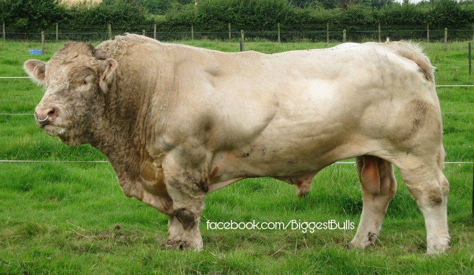 Ilmu Untuk Ternakan Ruminan: Baka-Baka Lembu