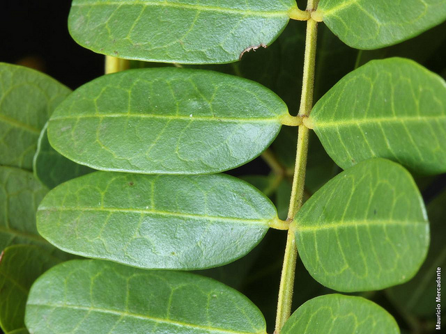 Jucá - Caesalpinia ferrea