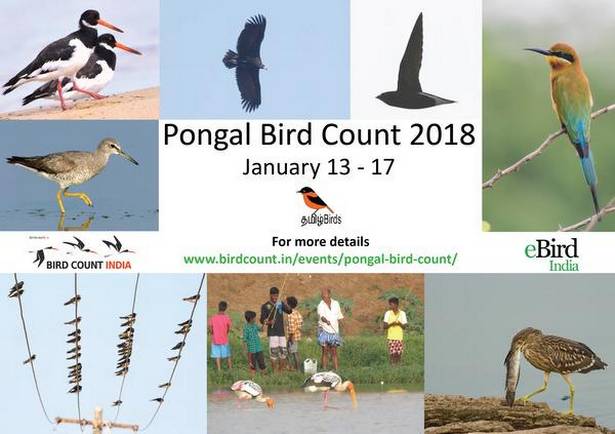 ARUNACHALA BIRDS