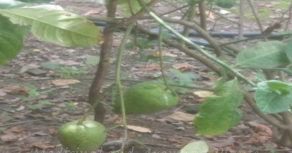 Medicinal and Aromatic Plants: CITRUS MEDICA