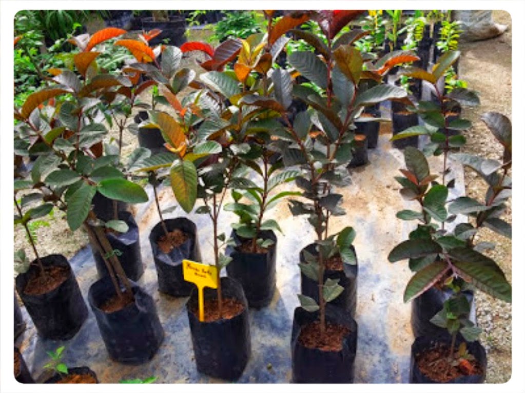 Cita Tani Nursery (NS0154959-D): Benih Jambu Batu Merah