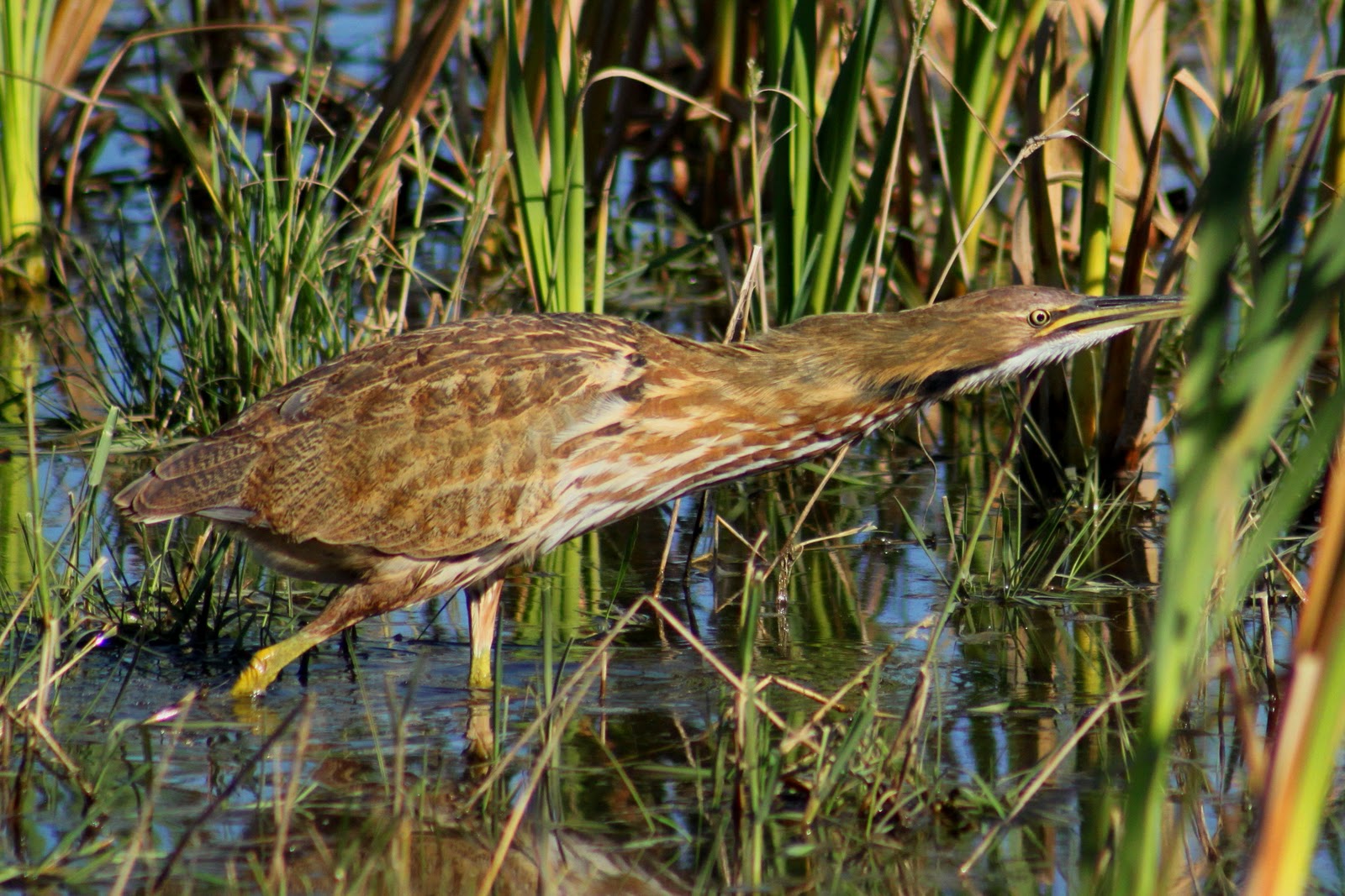 Still Life With Birder: A Stealthy American Bittern