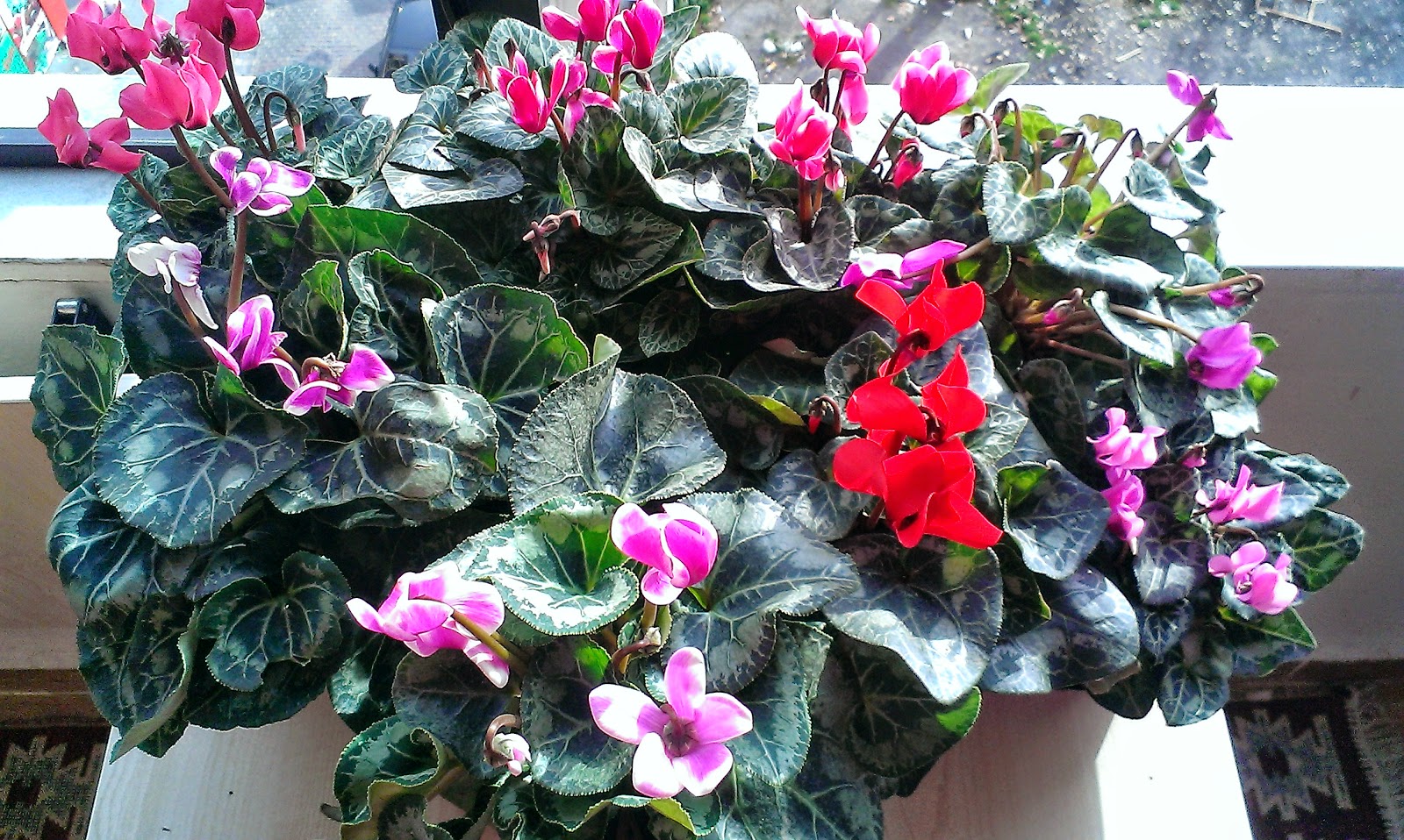 SIKLAMEN (Cyclamen) BAKIMI | Çiçek Bakımı, Çiçek Çeşitleri, Çiçek ...