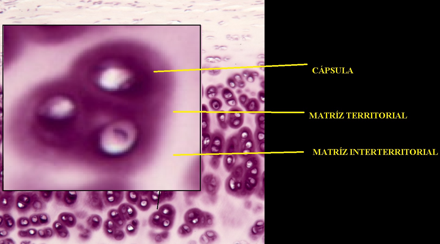 HistoScientifics: CLASE-RESPUESTA DE LA TRIVIA HISTOLÓGICA #2
