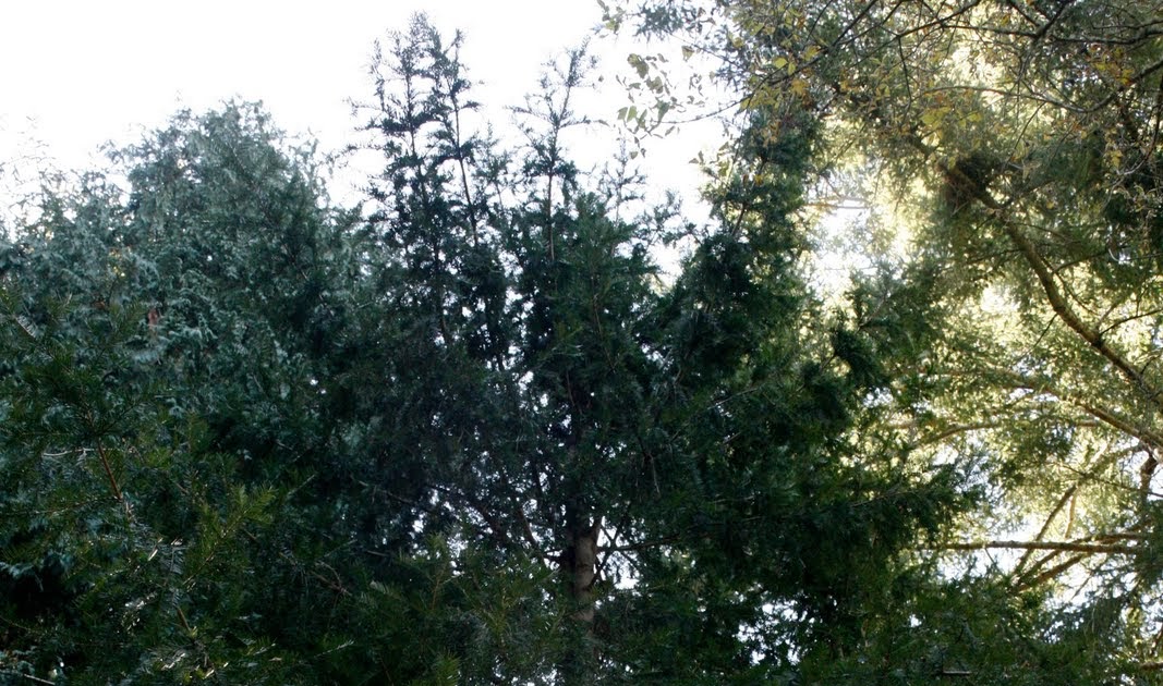 Tree Identification: Torreya californica - California Nutmeg