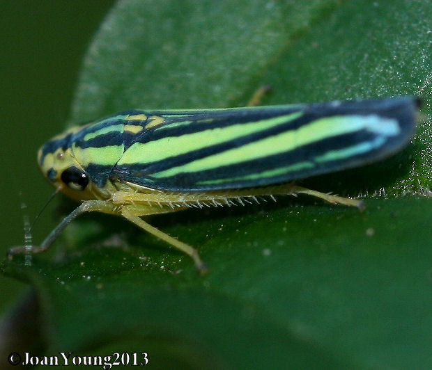 South African Photographs: Blue-striped Leafhopper (Poecilocarda ...