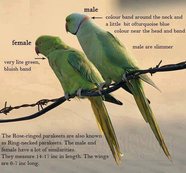 How To Know The Sex Of A Parrot Male Parrot Vs Female Parrot My Xxx Hot Girl
