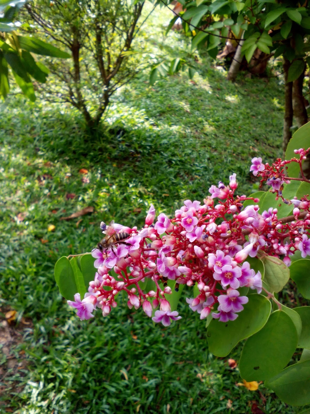 My AGRI LOG: PEMERHATIAN MENGENAI BUNGA-BUNGA YANG DIMINATI OLEH LEBAH ...