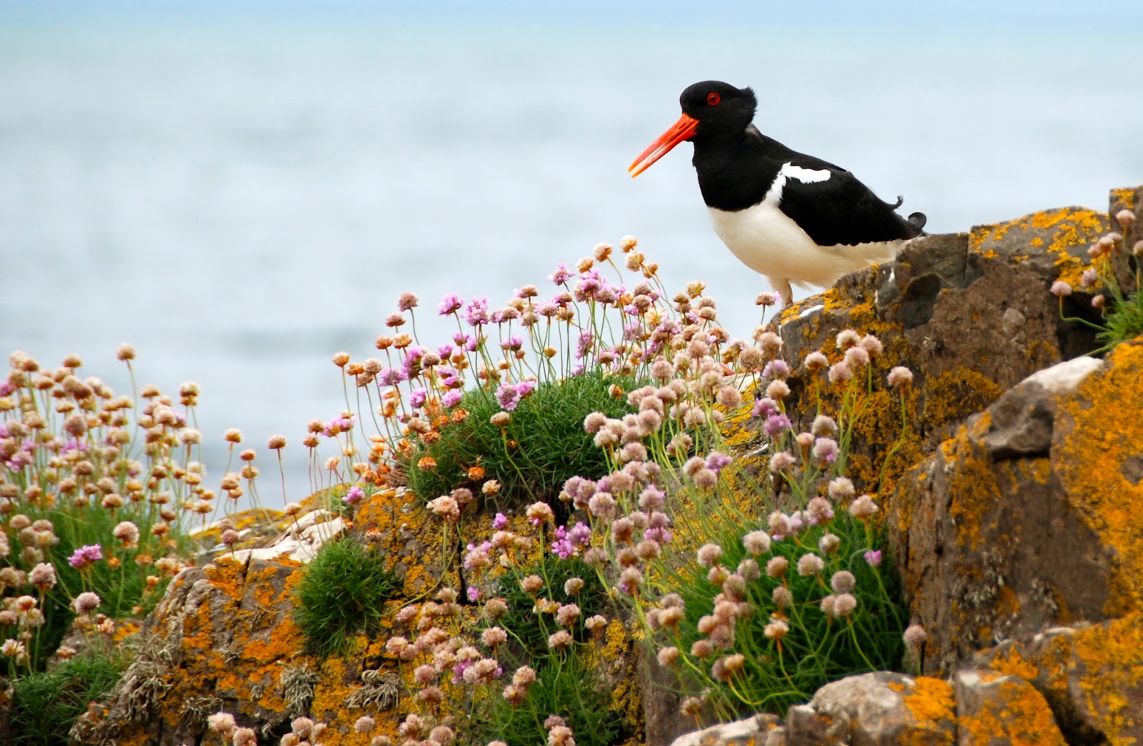 imac's Photos from the Minds Eye: Maybole Beach - Ayrshire - Scotland