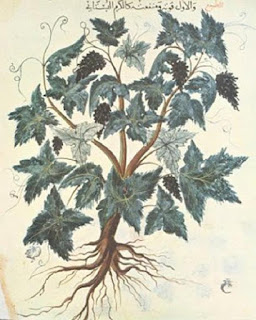 Ahli Botani Pada Masa Kejayaan Islam