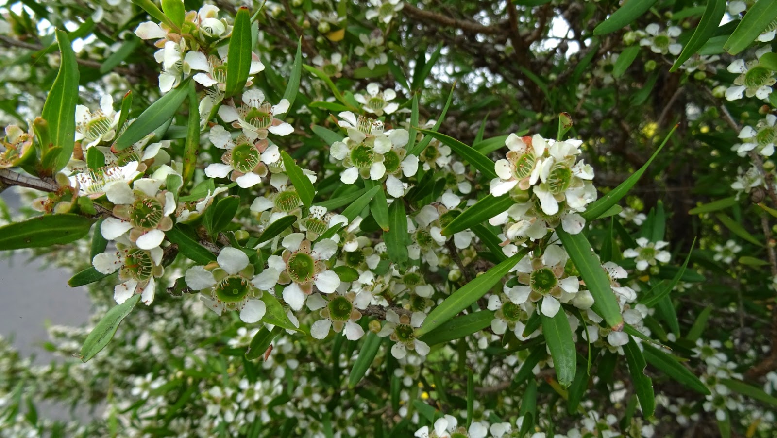 NixPixMix: LEMON-SCENTED TEA TREE
