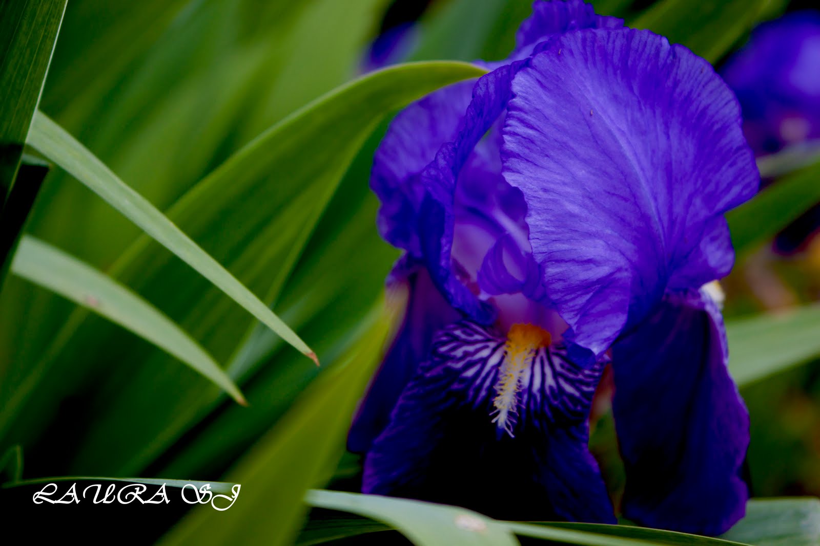 Lirio azul,lirio cárdeno,lirio común,lirio morado,lirio pascual,lirio ...