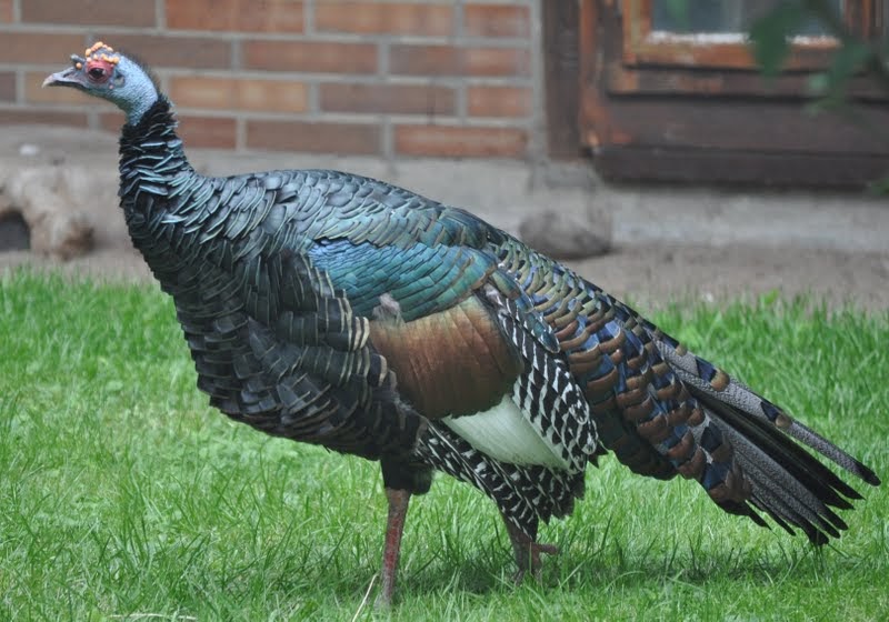 ZOOTOGRAFIANDO (6.096 ANIMALS): PAVO OCELADO / OCELLATED TURKEY ...