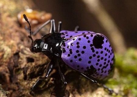 9876 Connecting Bloggers: Strange purple animal