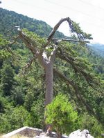 VLORA: PARKU KOMBETAR I LLOGARASE