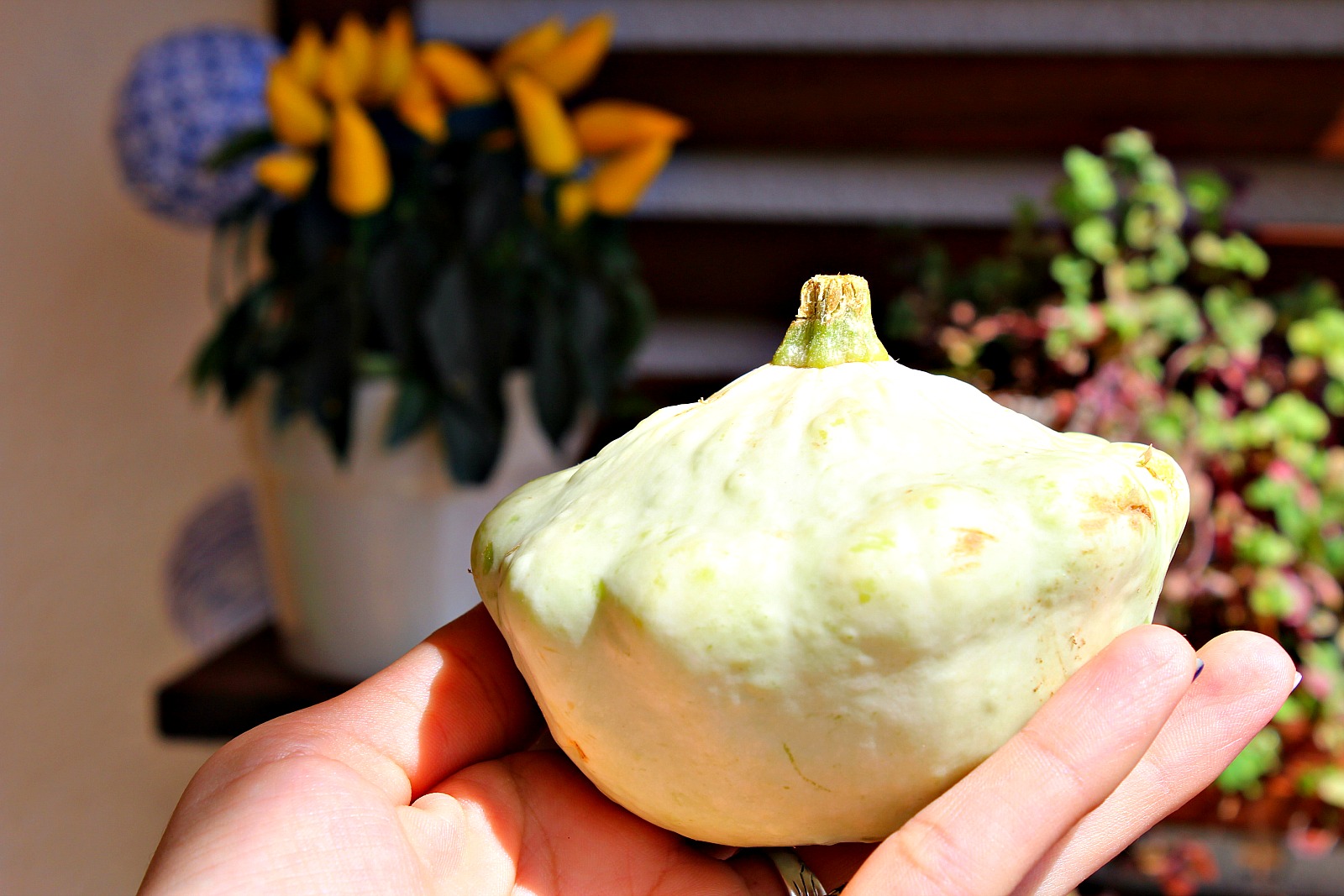 12 faktów, których nie wiedziałeś o patisonie | Tradycyjna kuchnia