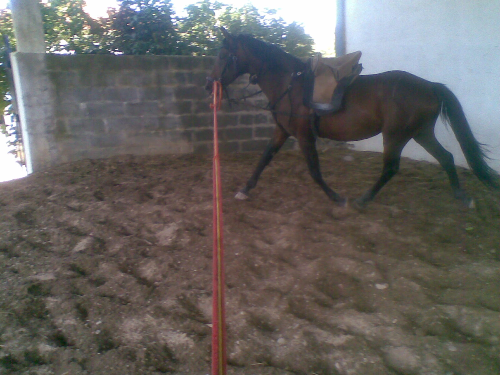 Cavalo cruzando - Imagui