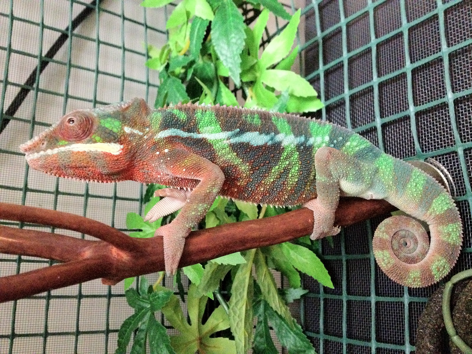 Jean-Luc the Chameleon: Curled Tail 1st Shots