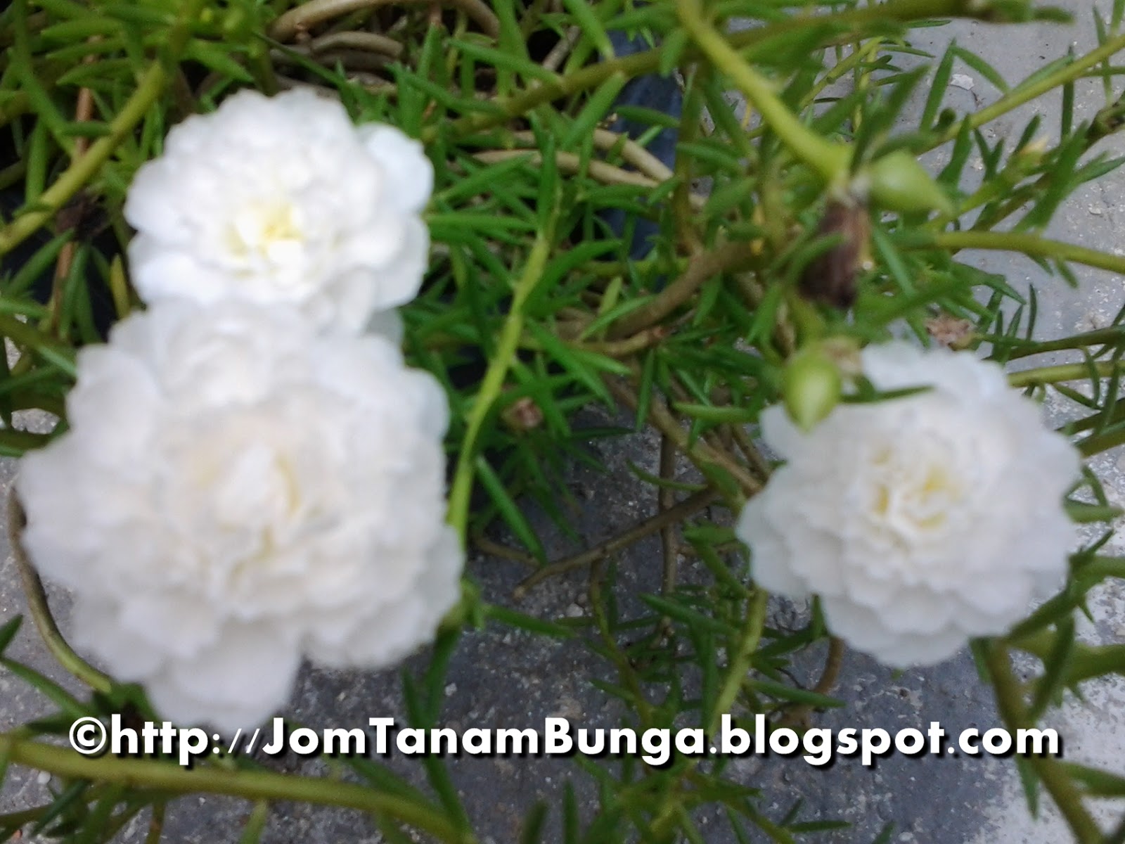 Jom Tanam Bunga: Ros Jepun Si Bunga Comel