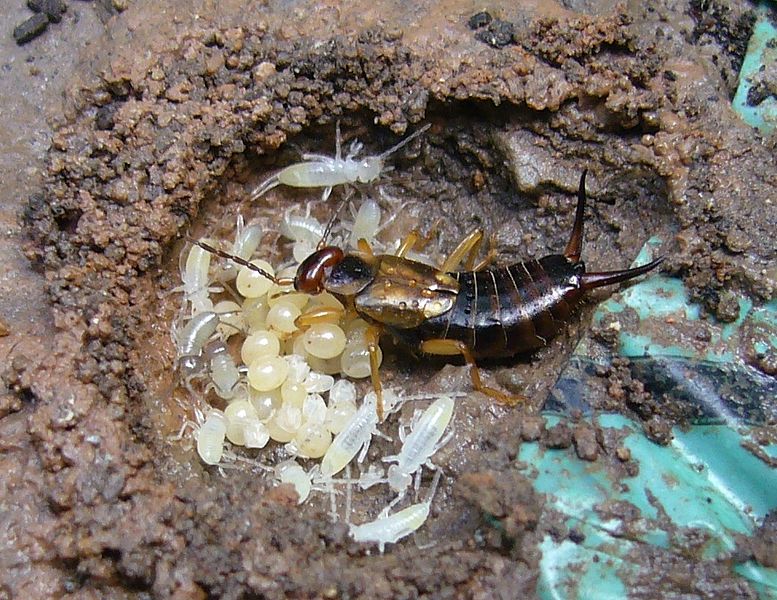 Real Monstrosities: Common Earwig