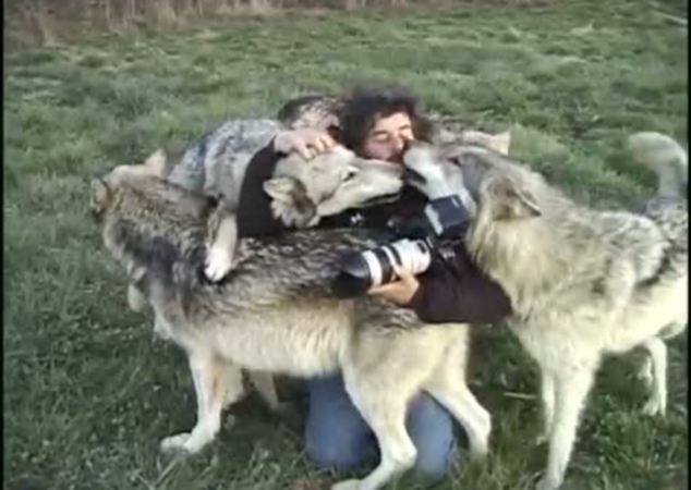 White Wolf : Kissing with wolves: Incredible moment photographer is ...