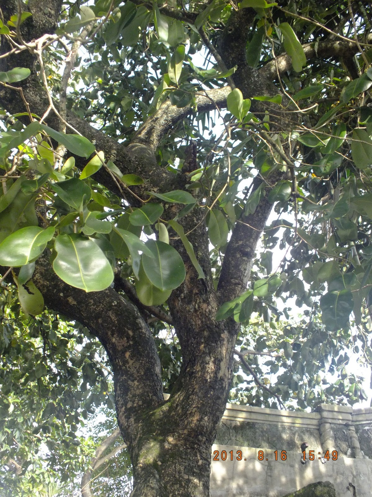 Photography with Dr. Ernie.: lomboy flowers, Syzygium_cumini