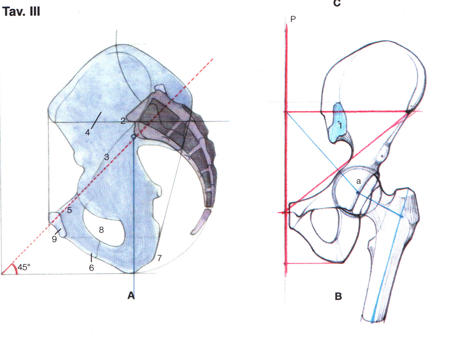 Foundation Figure: Day 3, pelvis