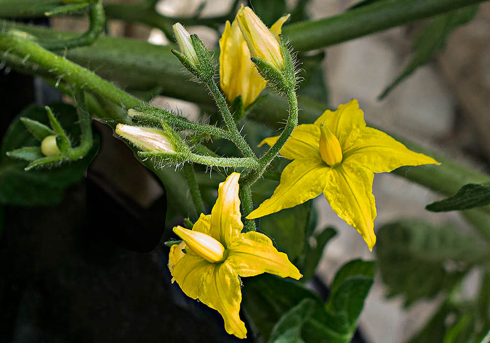Photomecánico: La belleza de la flor del tomate cherry