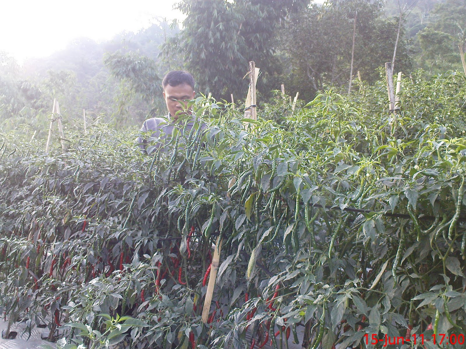 GAMBAR SUKSES BERCOCOK TANAMAN CABE | Tips Petani