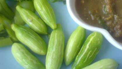 My little vegetable garden: Sowing Timun Tikus seeds (Zehneria)