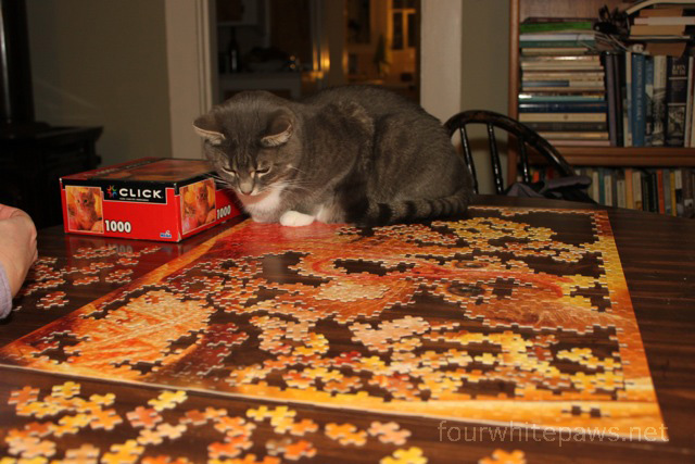 fourwhitepaws: another cat puzzle