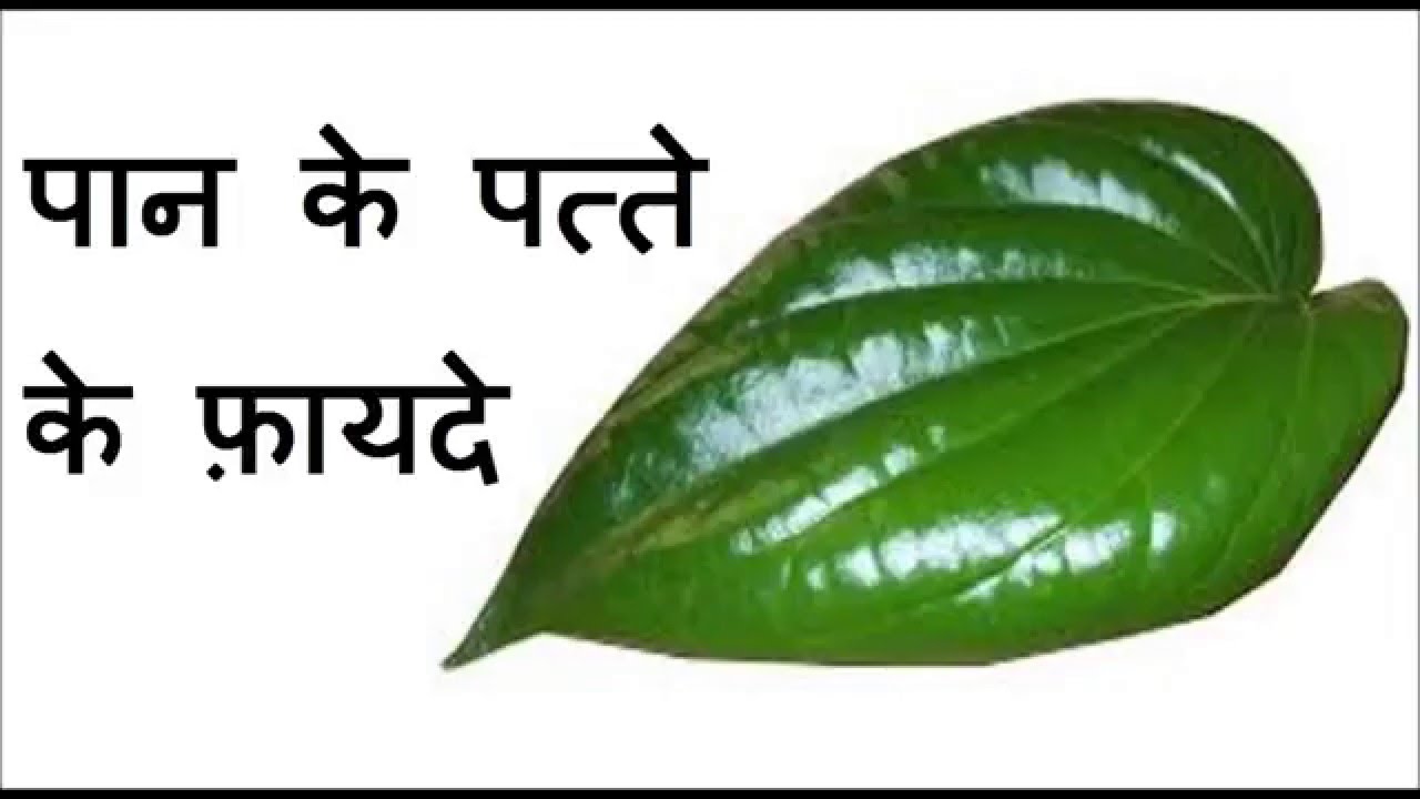 उपचार और आरोग्य: पान के पत्ते खाने के स्वास्थ्य लाभ
