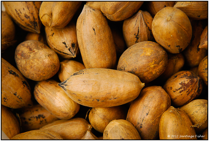 S u d e s t e: Pecanes - Santiago Fisher