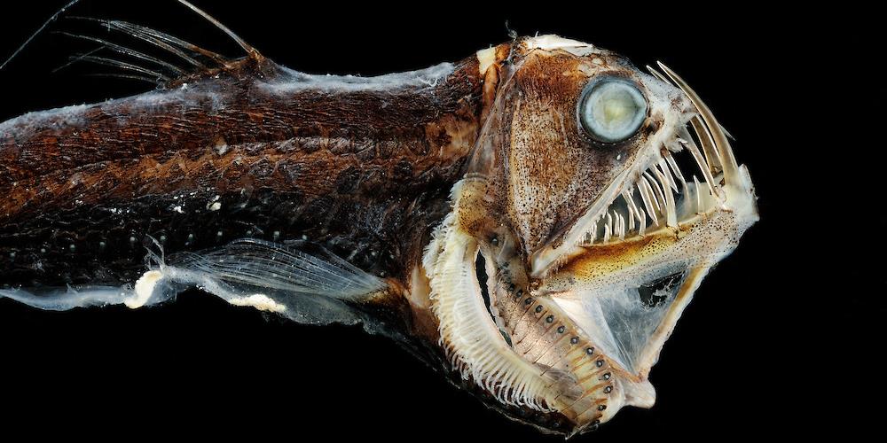 Juf Sharon: Monsters