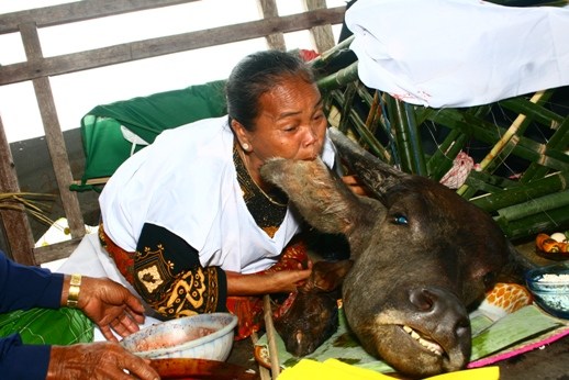Maccera' Tappareng, Traditionalle Kultur von Sued Sulawesi