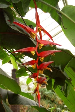 Heliconia collinsiana | Pustaka Flora | Database Tanaman Landscape