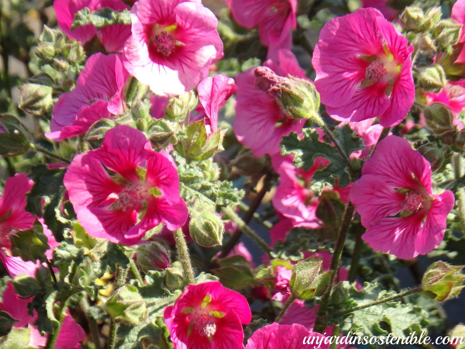 Anisodontea malvastroides (Malva imperial, Malvita)