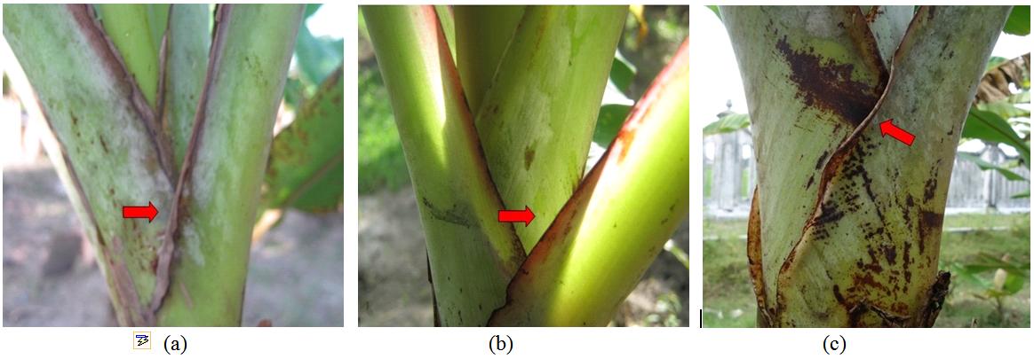 Keanekaragaman Hayati: KARAKTER TANAMAN PISANG