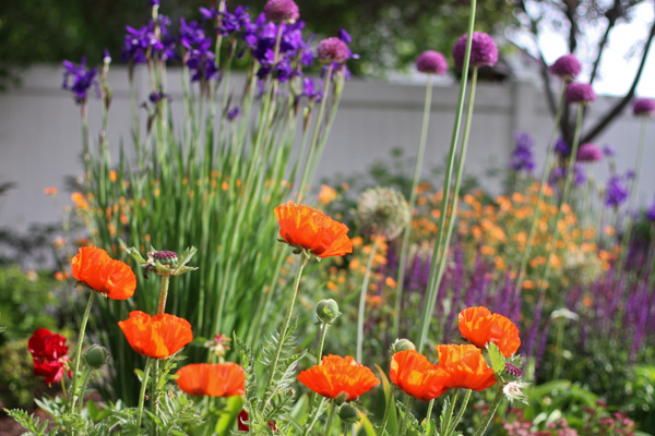 VW Garden: Early June Scenes 2017