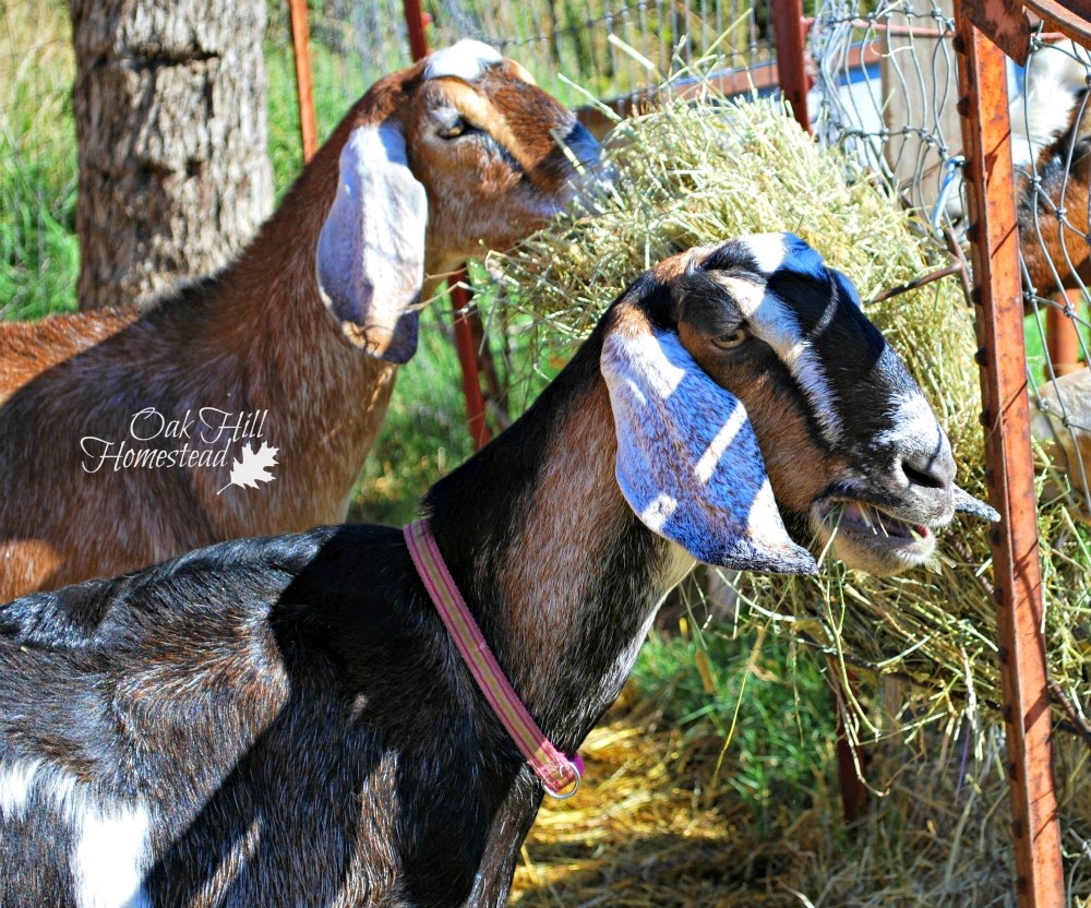 Is That Normal Goat Behavior? Why it's important to know - Oak Hill ...
