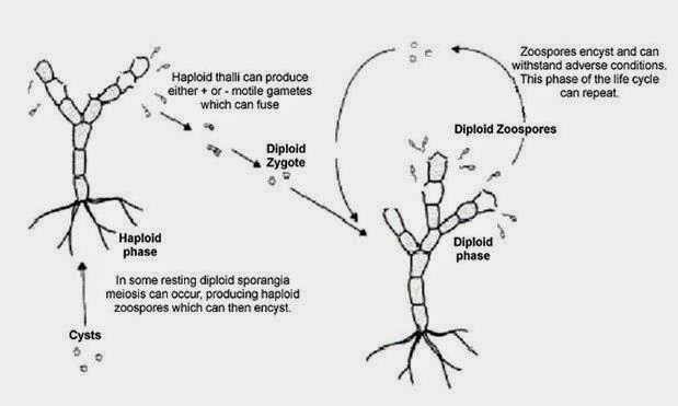 REPRODUCTION PROCESS OF FUNGUS