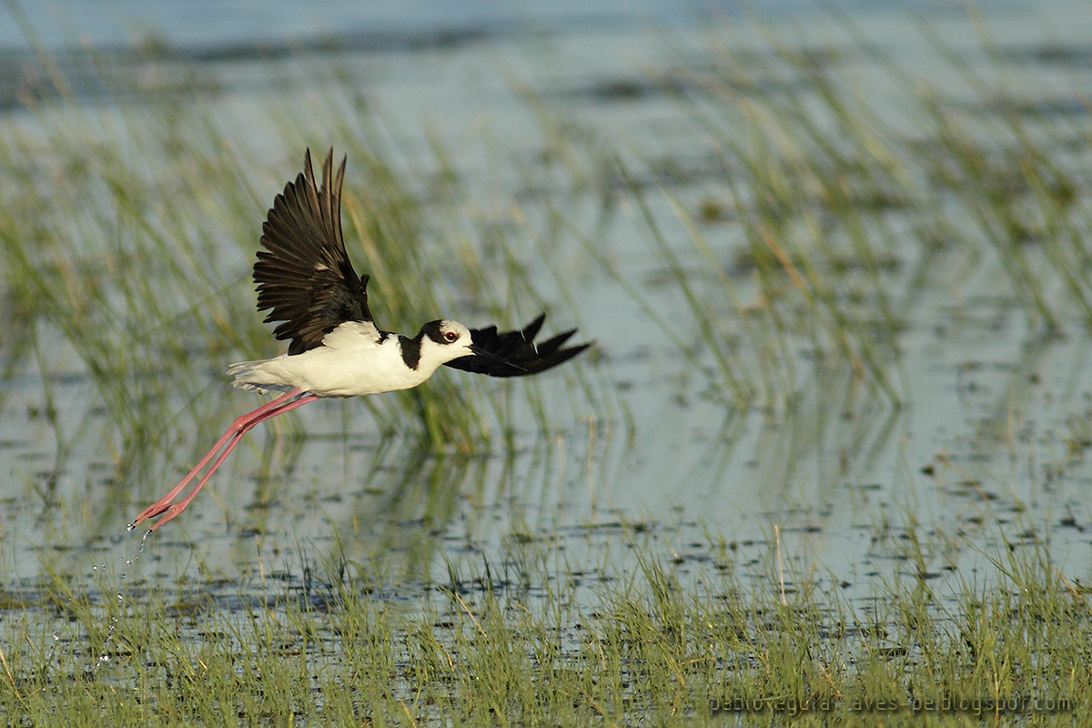 mis fotos de aves: Himantopus (himantopus) melanurus Tero Real Black ...