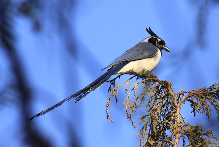Aves de Sinaloa: Urraca hermosa carinegra