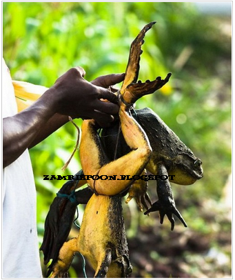 Pelik !! Katak Goliath Spesies Katak Terbesar diDunia ~ zamrispoon