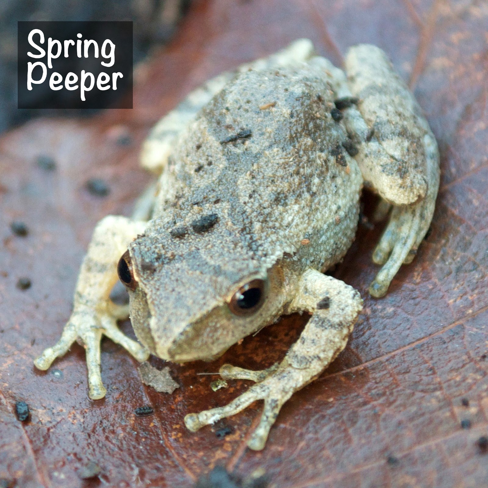 Illinois Natural History Survey: Flirty Spring Frogs