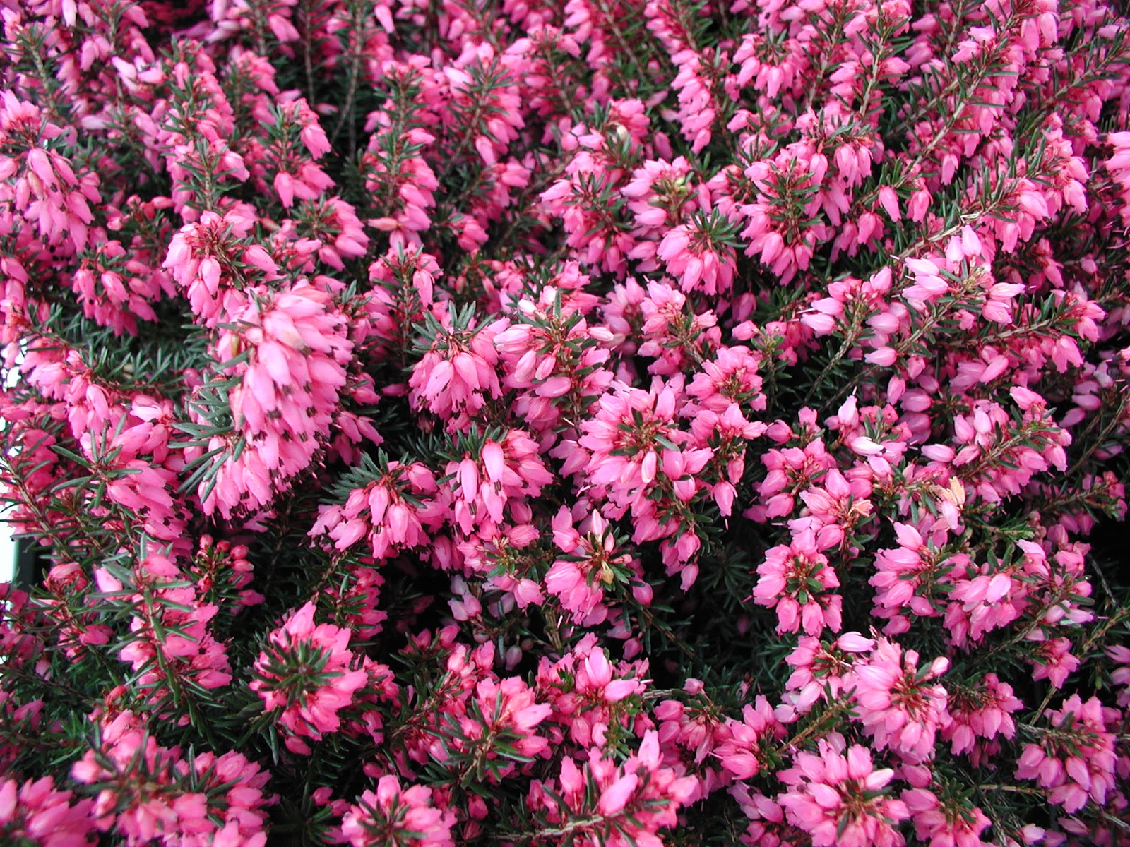 LYNG OG HONNING Poesi 2010-9 *Sigve Lauvaas: LYNG OG HONNING - 2010/9 ...