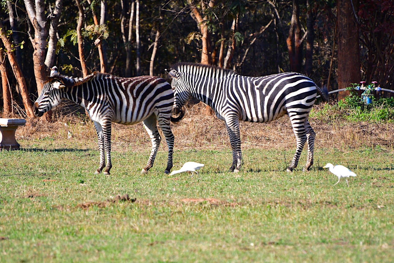 The 2017 Zambia Reformed Conferences—Day One - A Letter from Kabwata