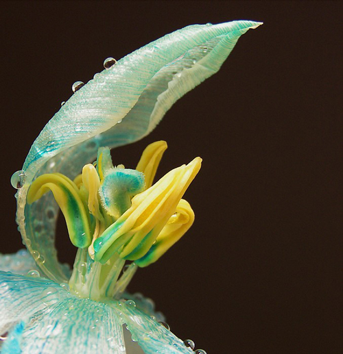 best photos 2 share: Best macro photography shots