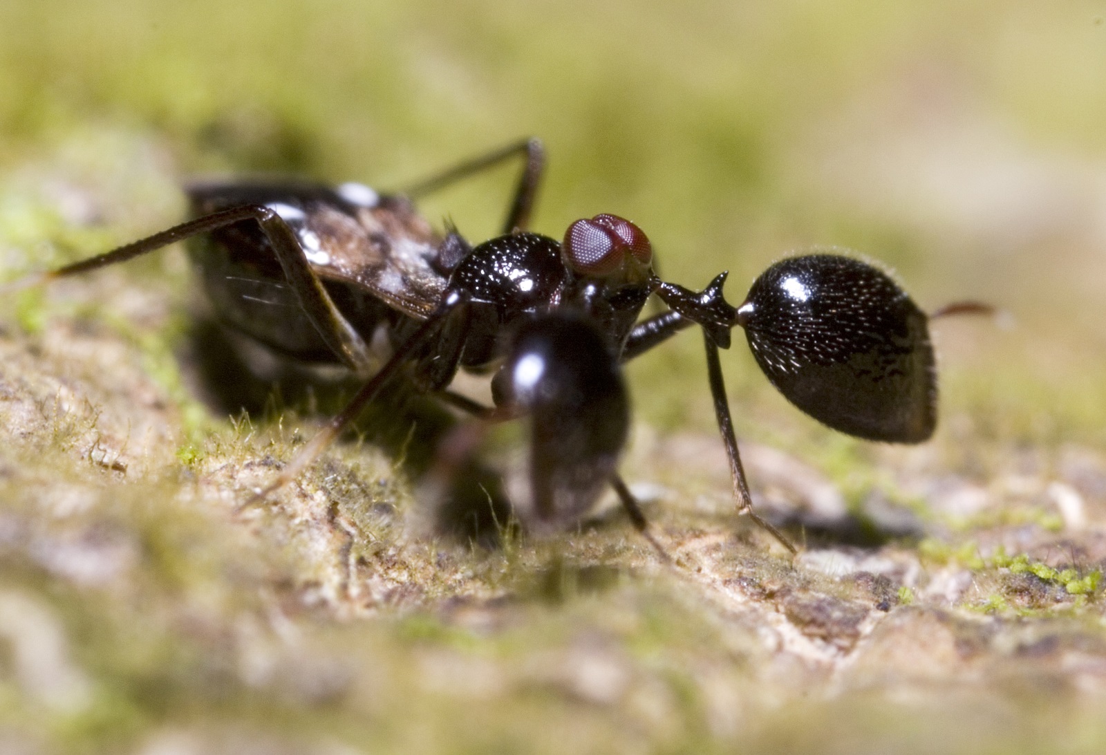 Real Monstrosities: Bug-eyed Bug